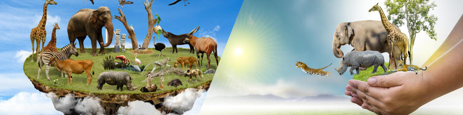 Animal Diversity